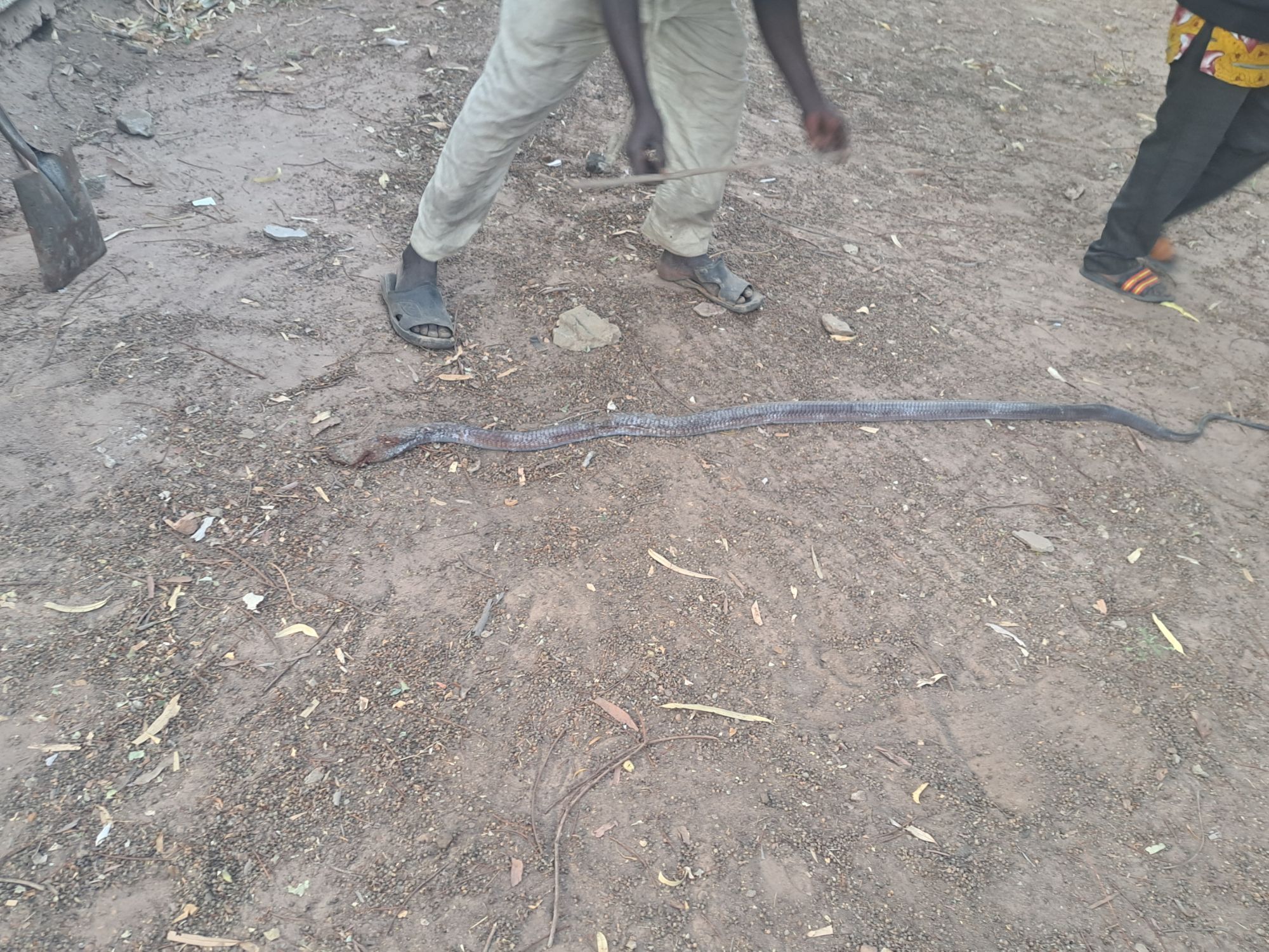 God over all, even snakes. (Yes there is a snake story and one picture ...